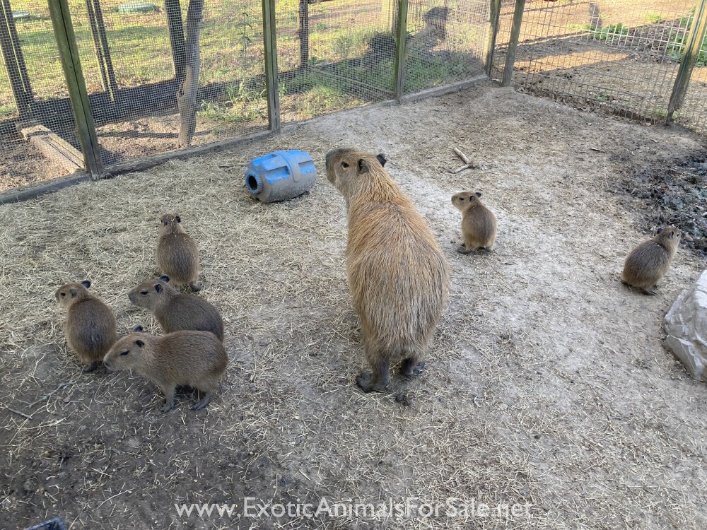 Capybara Pair For Sale